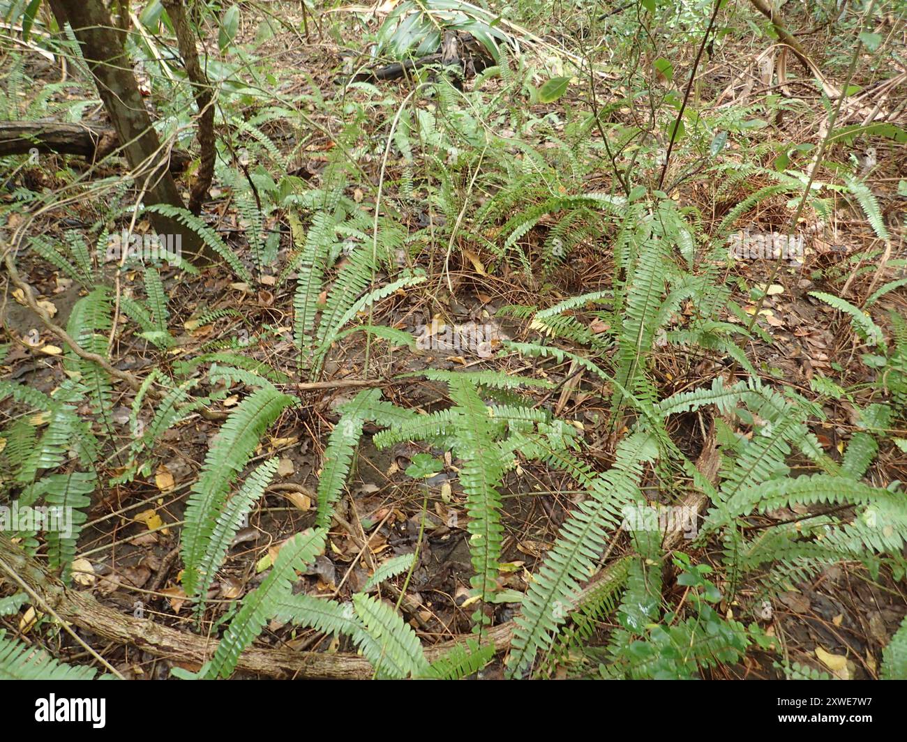 Fishbone Fern (Nephrolepis cordifolia) Plantae Stock Photo - Alamy