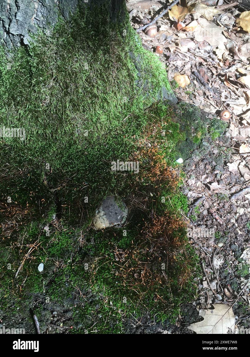 lesser smoothcap (Atrichum angustatum) Plantae Stock Photo - Alamy