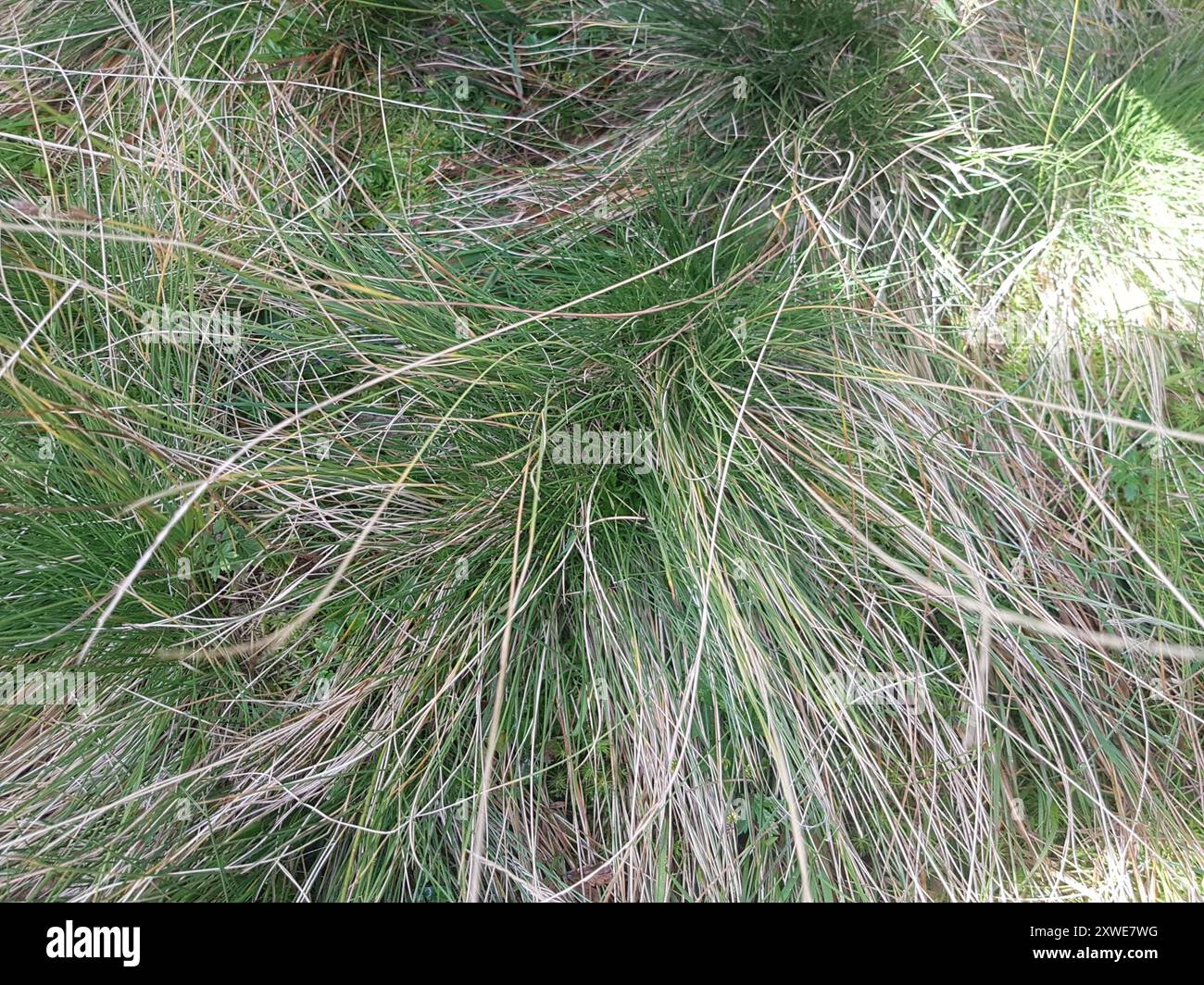 Matgrass (Nardus stricta) Plantae Stock Photo - Alamy