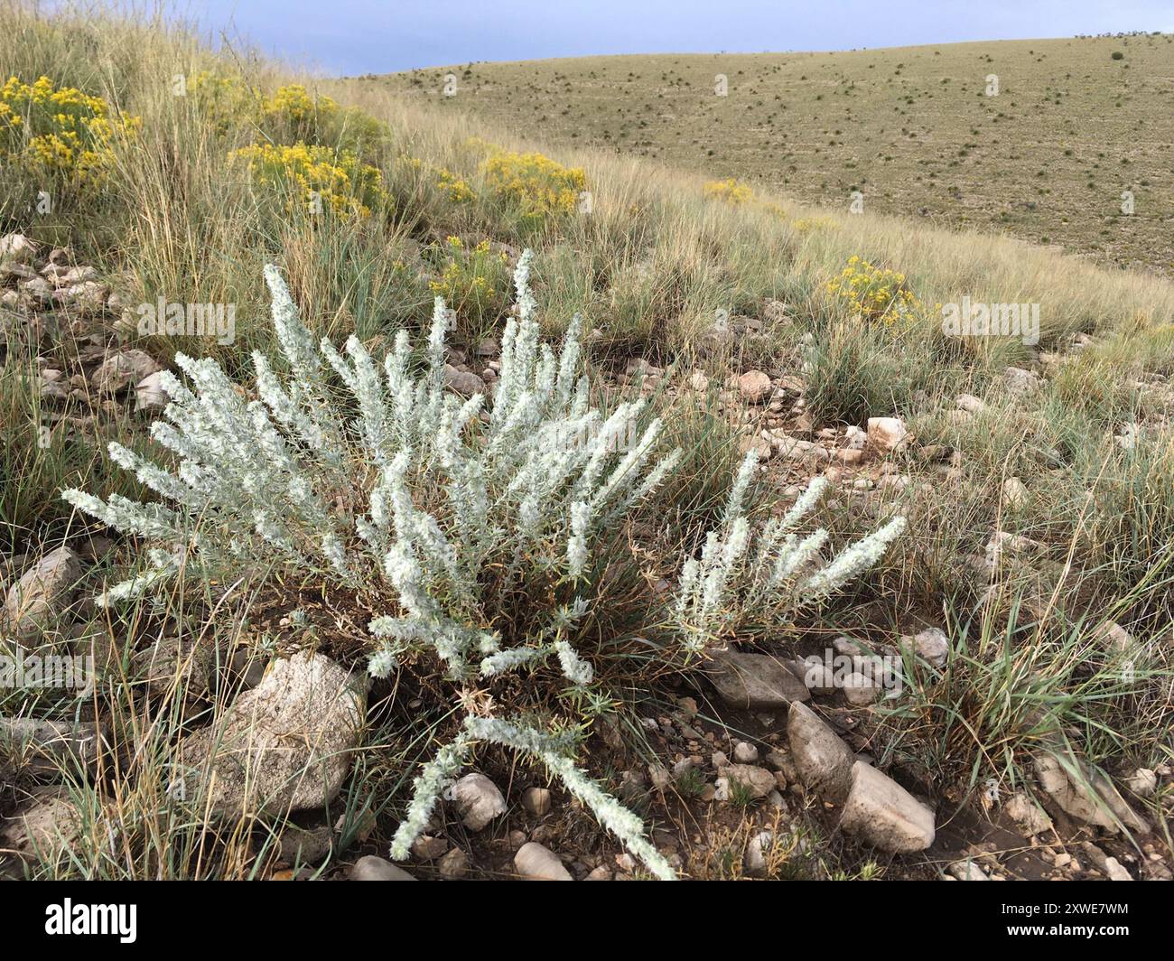 Winterfat (Krascheninnikovia lanata) Plantae Stock Photo - Alamy