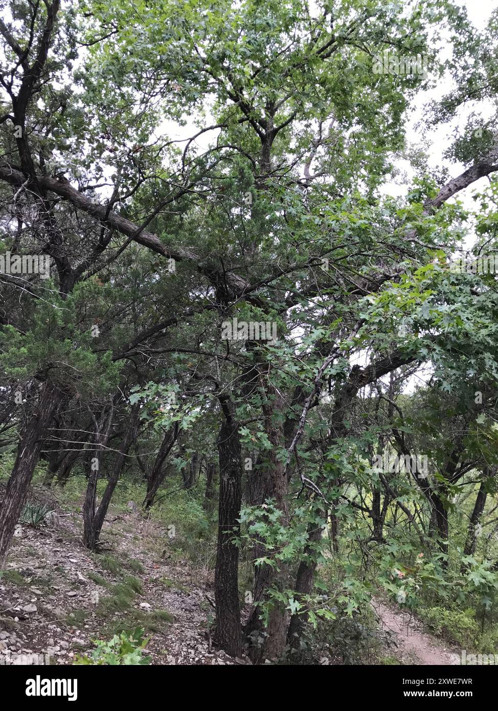 Buckley's oak (Quercus buckleyi) Plantae Stock Photo - Alamy
