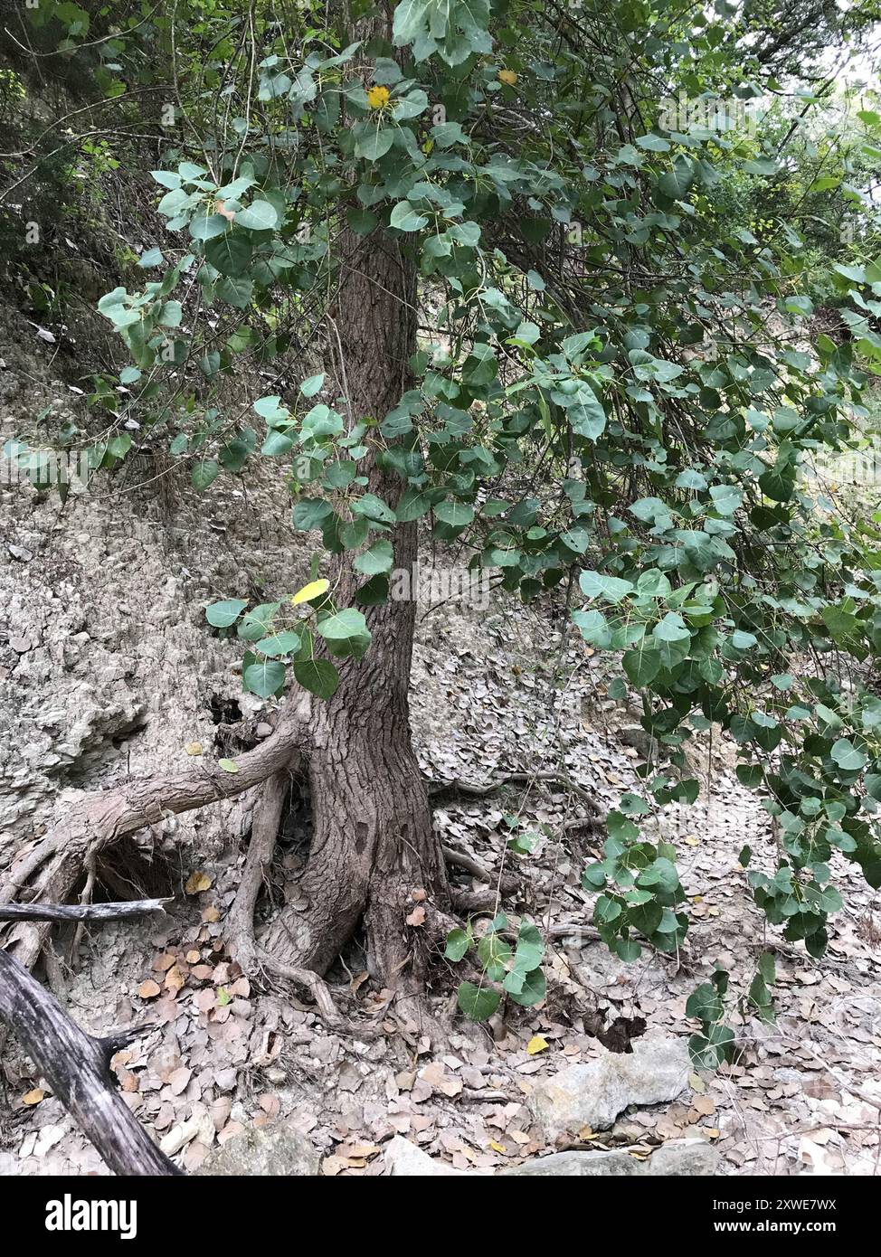 Eastern Cottonwood (Populus deltoides) Plantae Stock Photo - Alamy