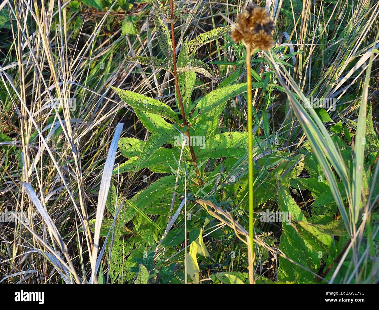 Joe-Pye weeds (Eutrochium) Plantae Stock Photo - Alamy