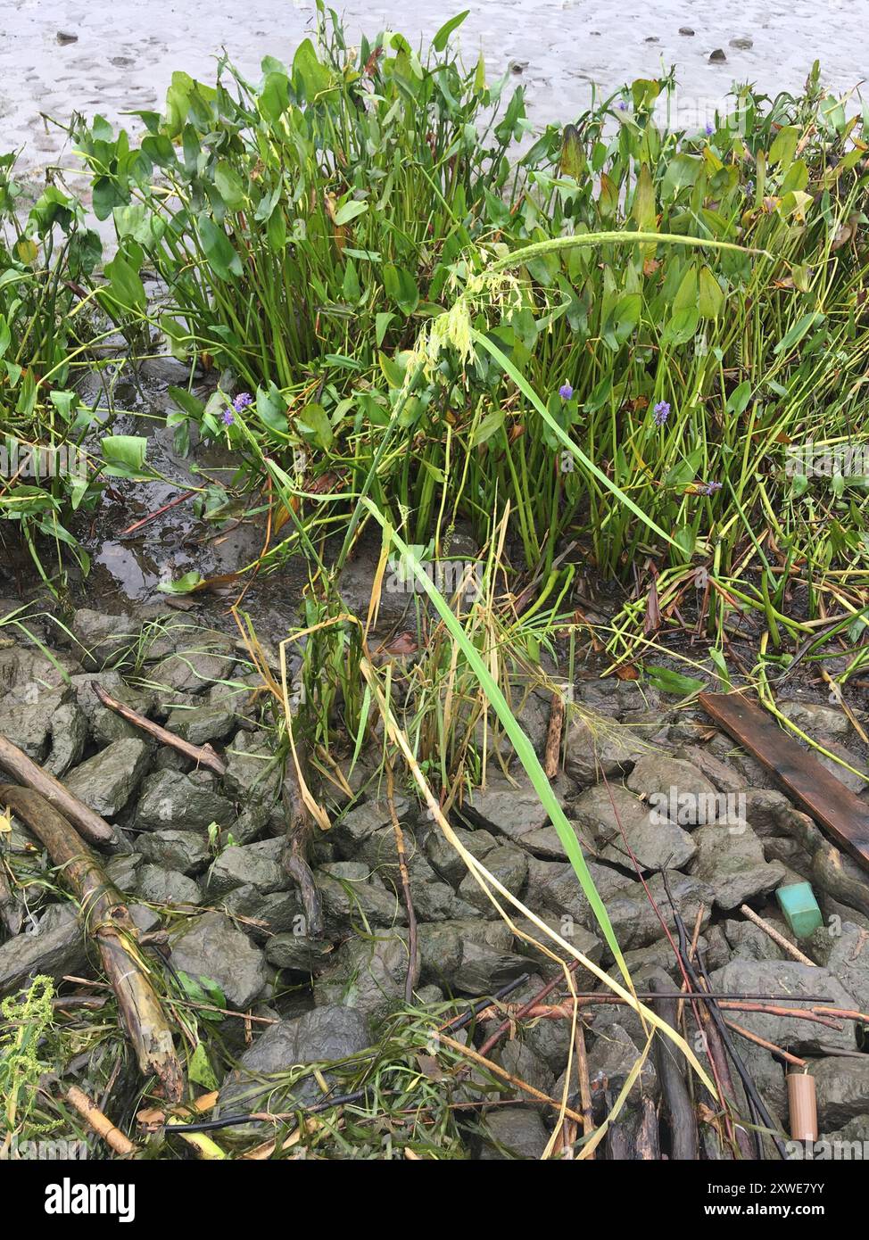 northern wild rice (Zizania palustris) Plantae Stock Photo - Alamy