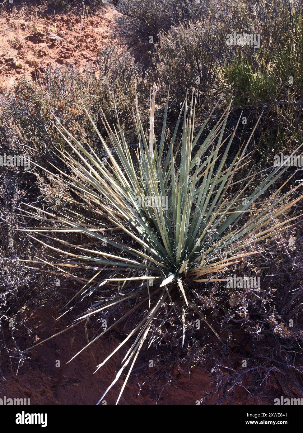 Narrowleaf Yucca (Yucca angustissima) Plantae Stock Photo - Alamy