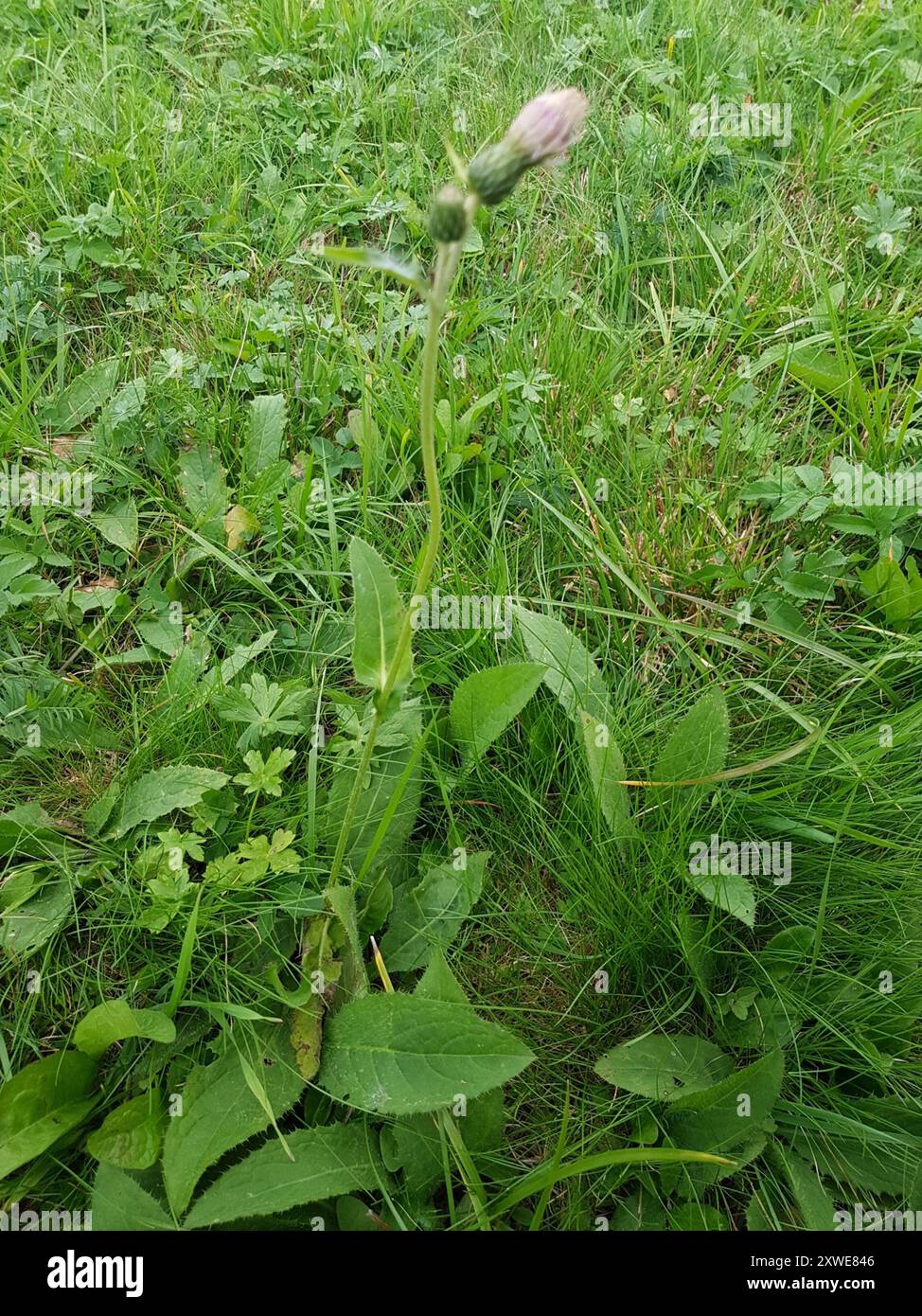 Queen Anne's thistle (Cirsium canum) Plantae Stock Photo - Alamy