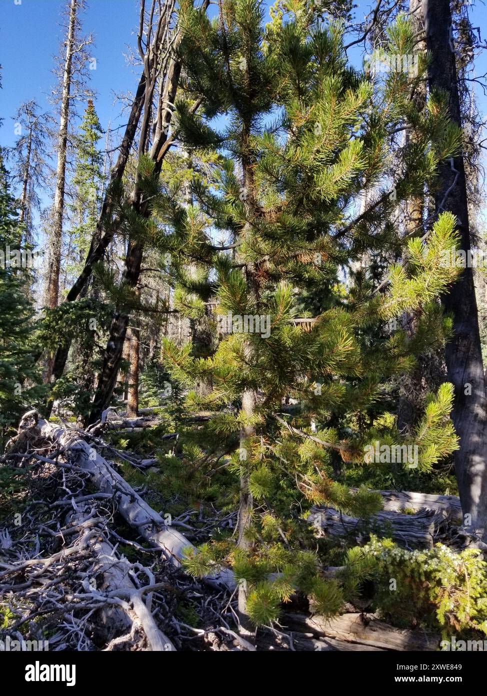 lodgepole pine (Pinus contorta) Plantae Stock Photo - Alamy