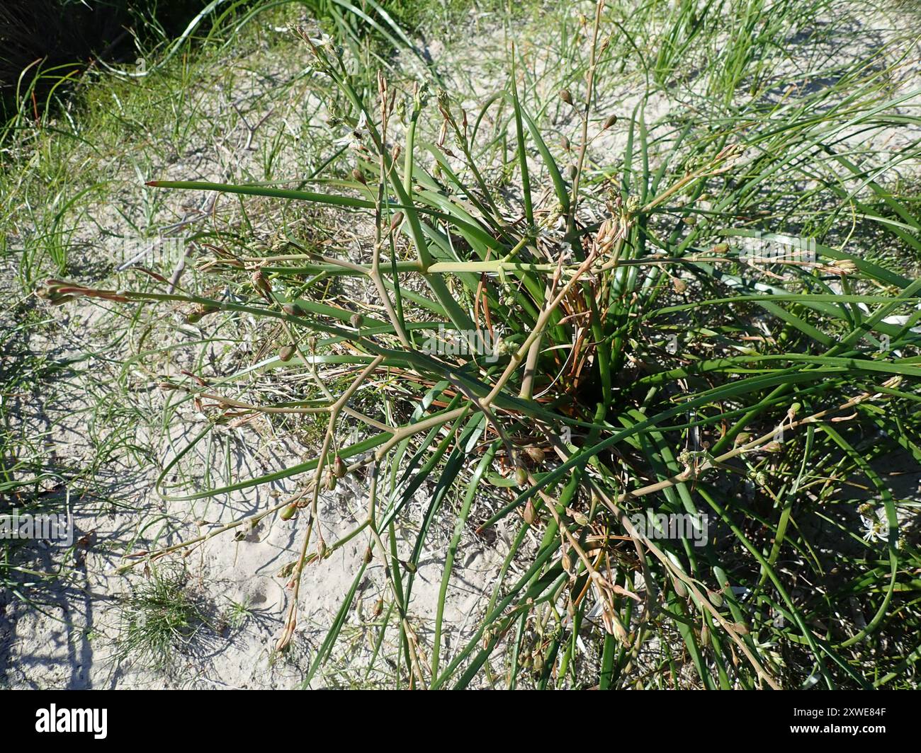 Branch Capespinach (Trachyandra divaricata) Plantae Stock Photo - Alamy
