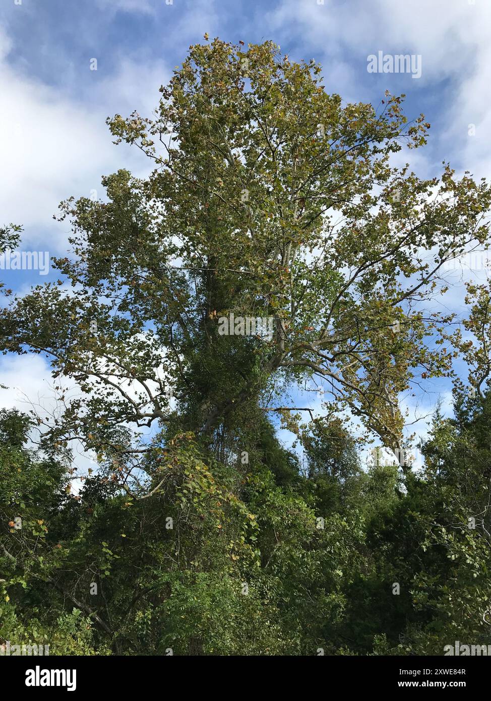 American sycamore (Platanus occidentalis) Plantae Stock Photo - Alamy