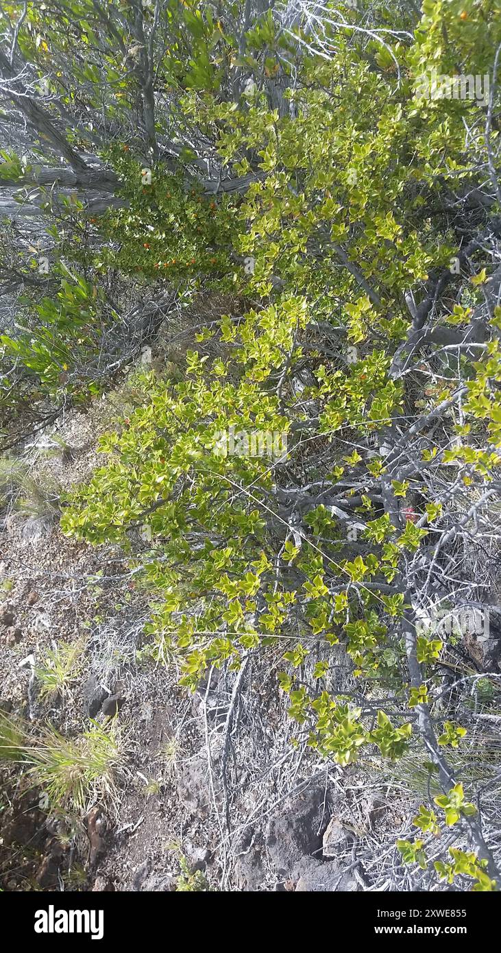 Pilo (Coprosma montana) Plantae Stock Photo - Alamy