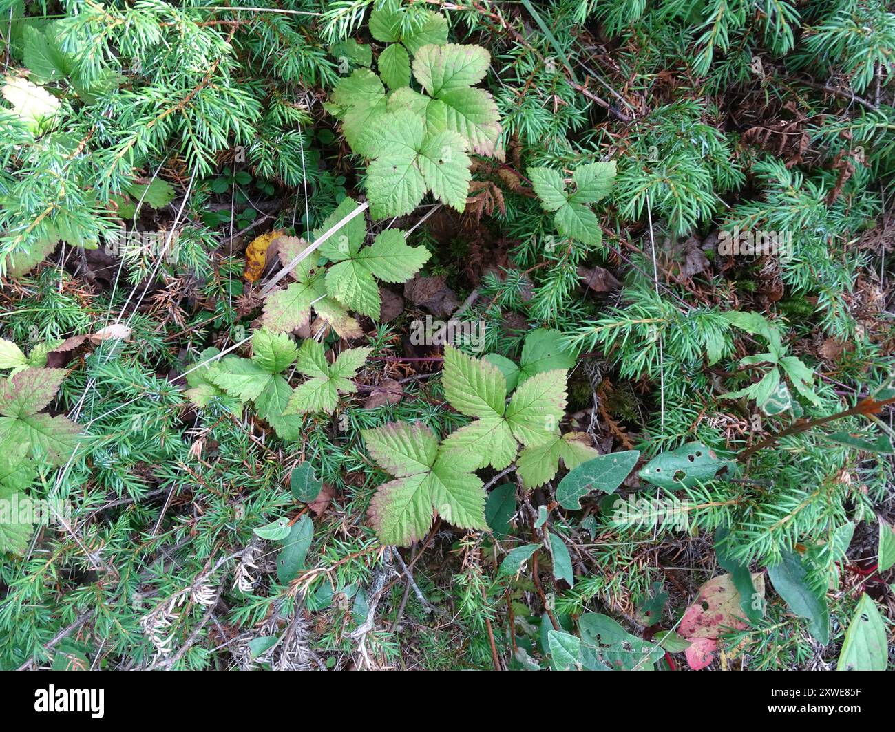 dwarf raspberry (Rubus pubescens) Plantae Stock Photo - Alamy