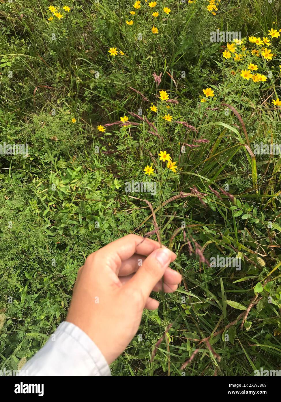 purpletop tridens (Tridens flavus) Plantae Stock Photo - Alamy