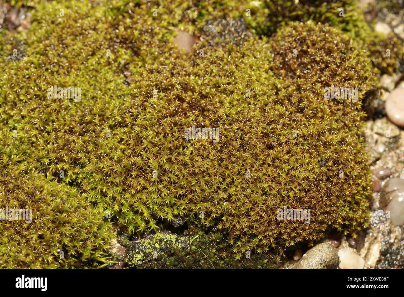 Twisted Moss (Tortella tortuosa) Plantae Stock Photo - Alamy