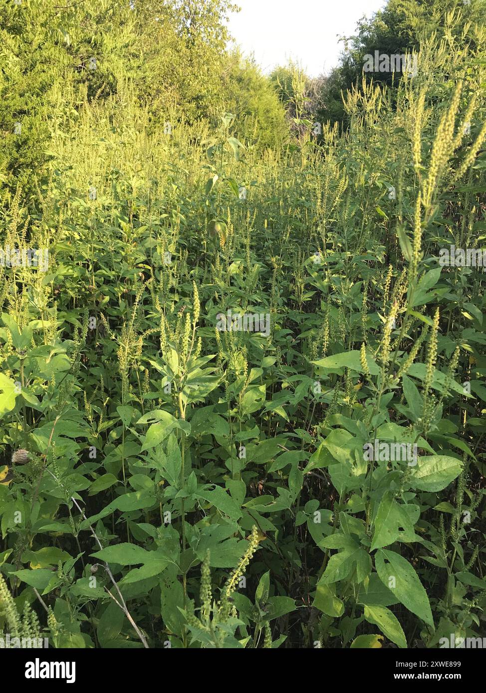 giant ragweed (Ambrosia trifida) Plantae Stock Photo - Alamy