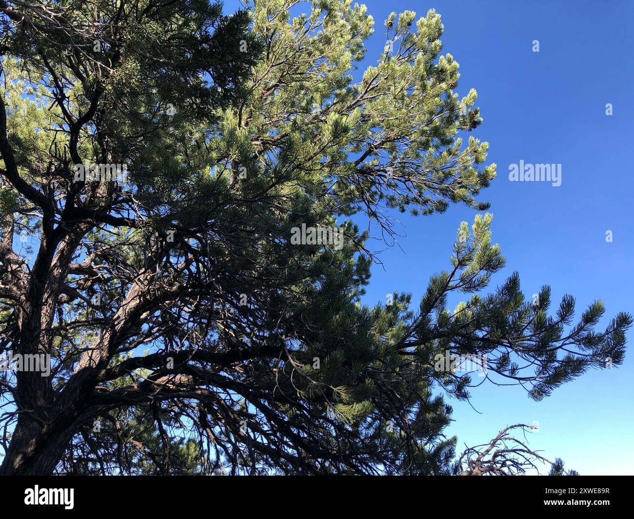 Colorado Pinyon (Pinus edulis) Plantae Stock Photo - Alamy