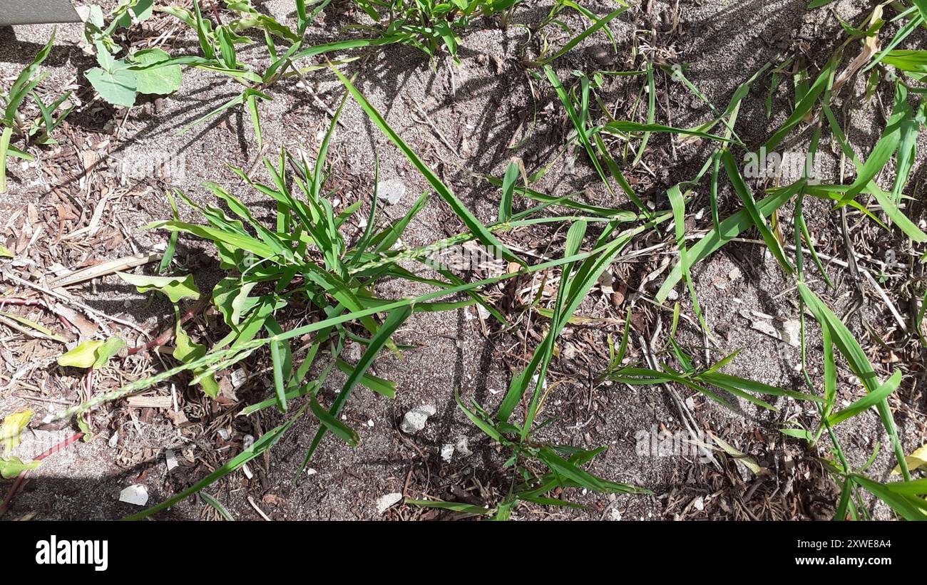 panic veldtgrass (Ehrharta erecta) Plantae Stock Photo - Alamy