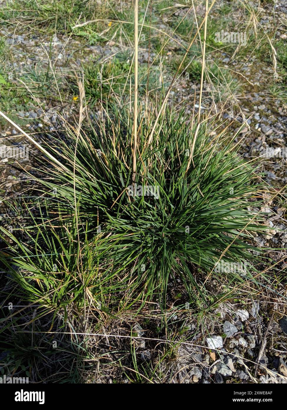 tufted hair grass (Deschampsia cespitosa) Plantae Stock Photo - Alamy