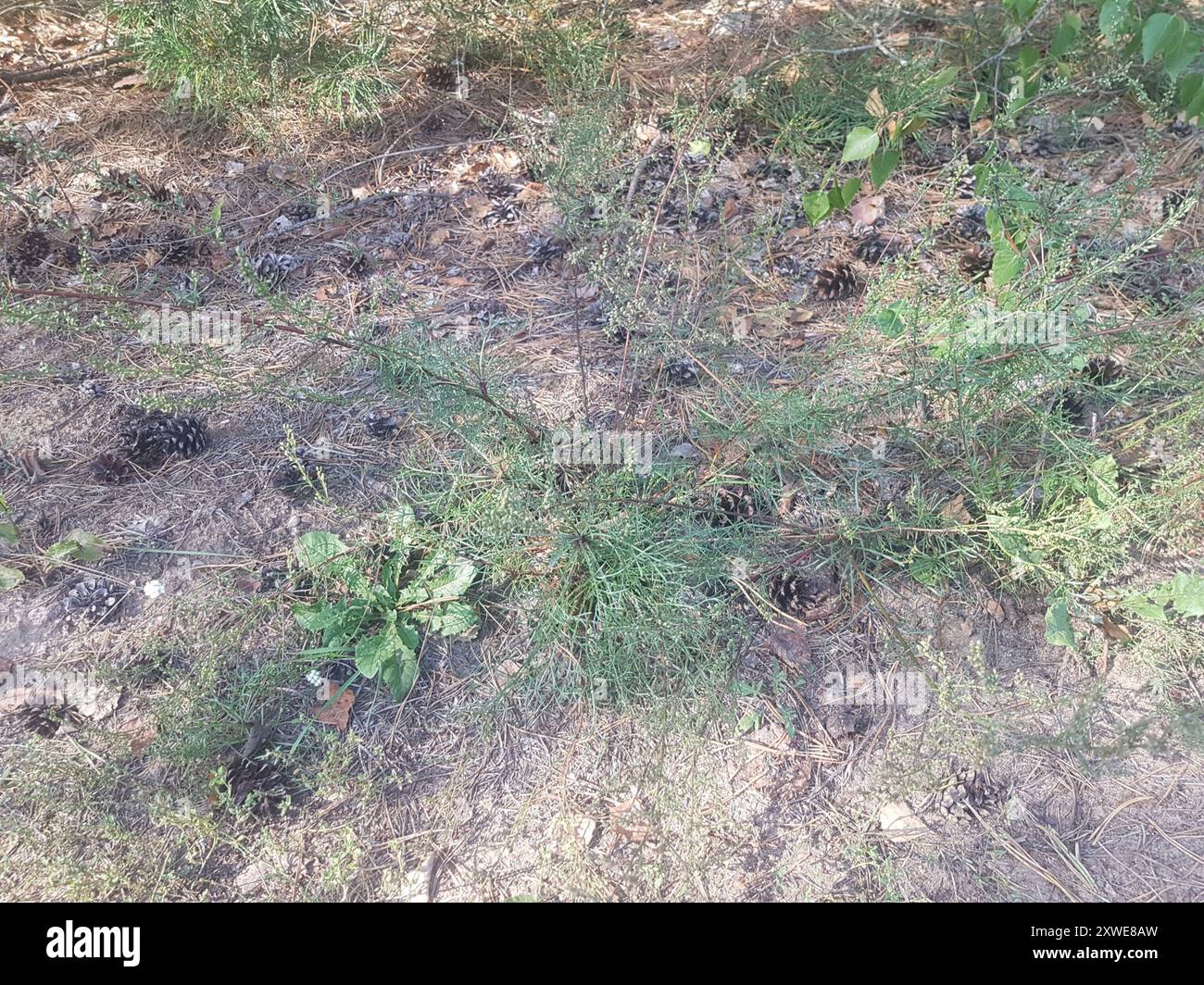Field Sagewort (Artemisia campestris) Plantae Stock Photo - Alamy