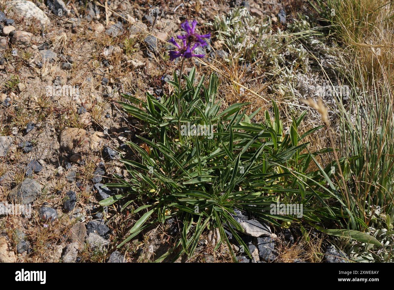 Sierra Penstemon (Penstemon heterodoxus) Plantae Stock Photo - Alamy