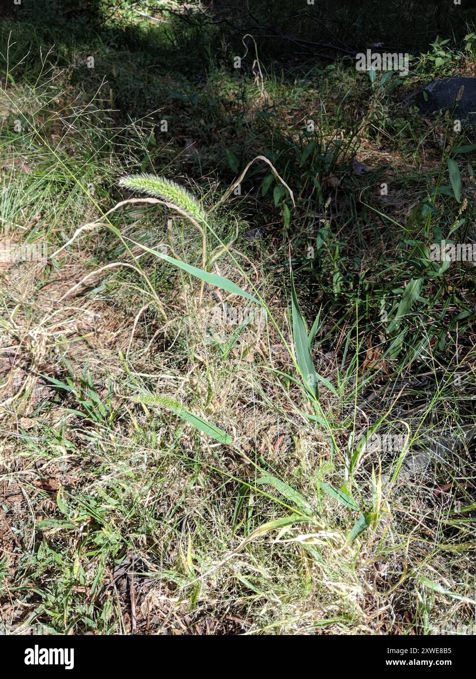 Green Bristle Grass (Setaria viridis) Plantae Stock Photo - Alamy
