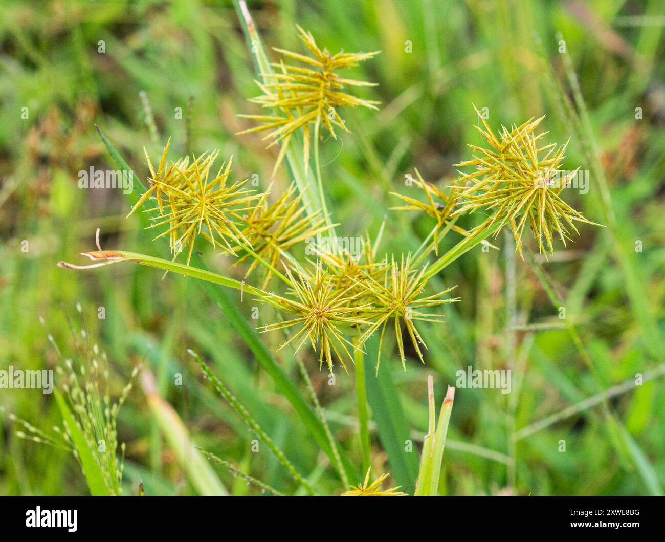 straw-colored flatsedge (Cyperus strigosus) Plantae Stock Photo - Alamy