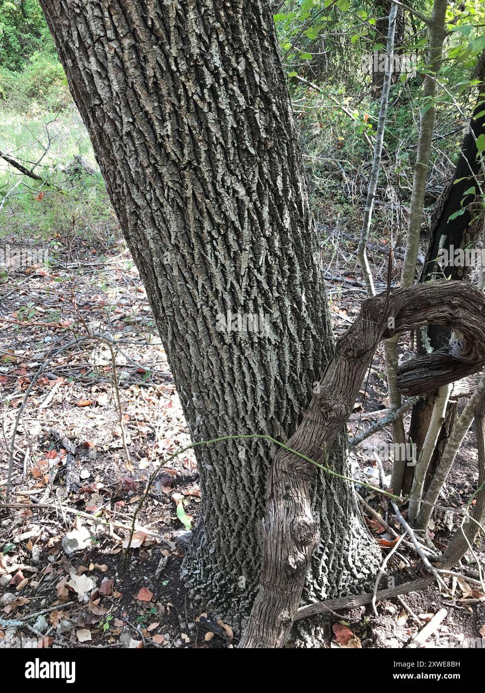 Texas ash (Fraxinus albicans) Plantae Stock Photo - Alamy
