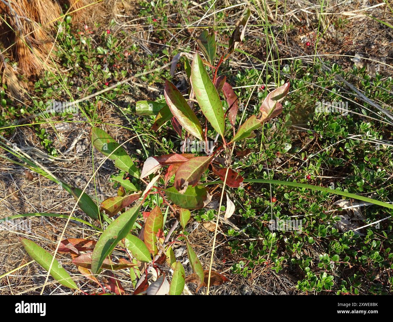 sand cherry (Prunus pumila) Plantae Stock Photo - Alamy