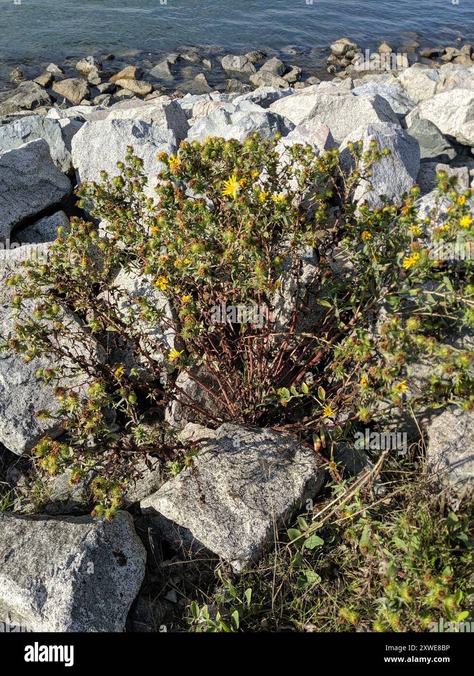 Oregon Gumplant (Grindelia stricta) Plantae Stock Photo - Alamy