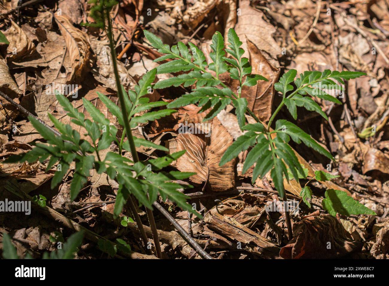 Cutleaf Grapefern (Sceptridium dissectum) Plantae Stock Photo - Alamy