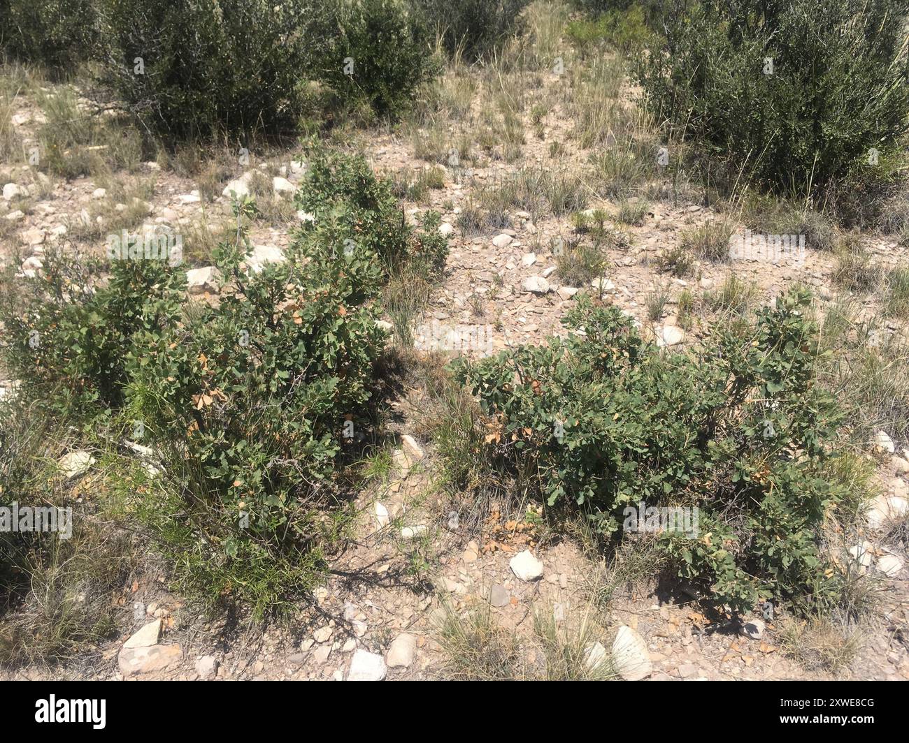 Wavyleaf Oak (Quercus × undulata) Plantae Stock Photo - Alamy