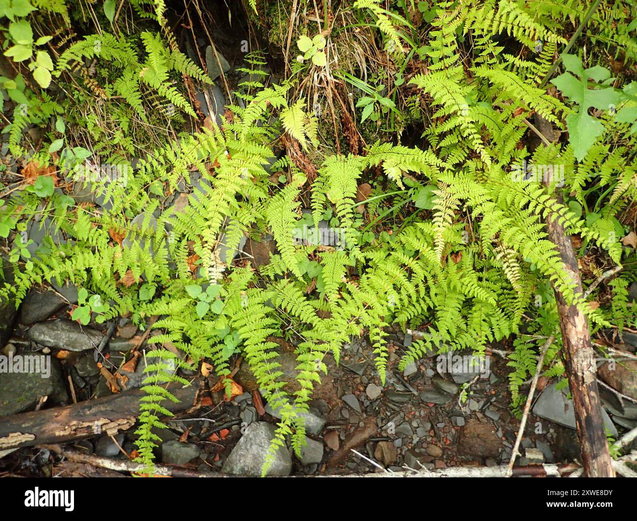 bulblet fern (Cystopteris bulbifera) Plantae Stock Photo - Alamy