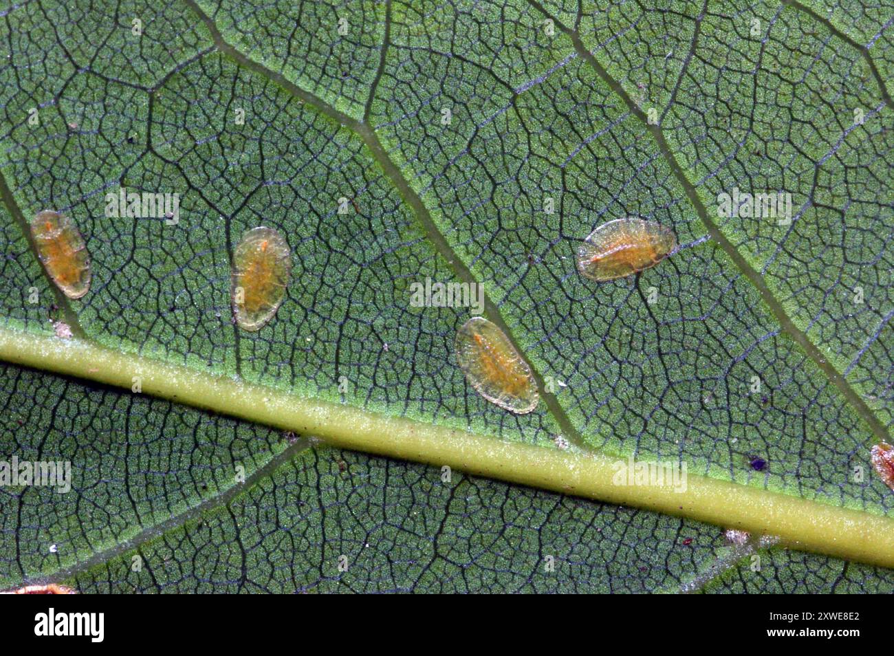Brown Soft Scale (Coccus hesperidum) Insecta Stock Photo - Alamy
