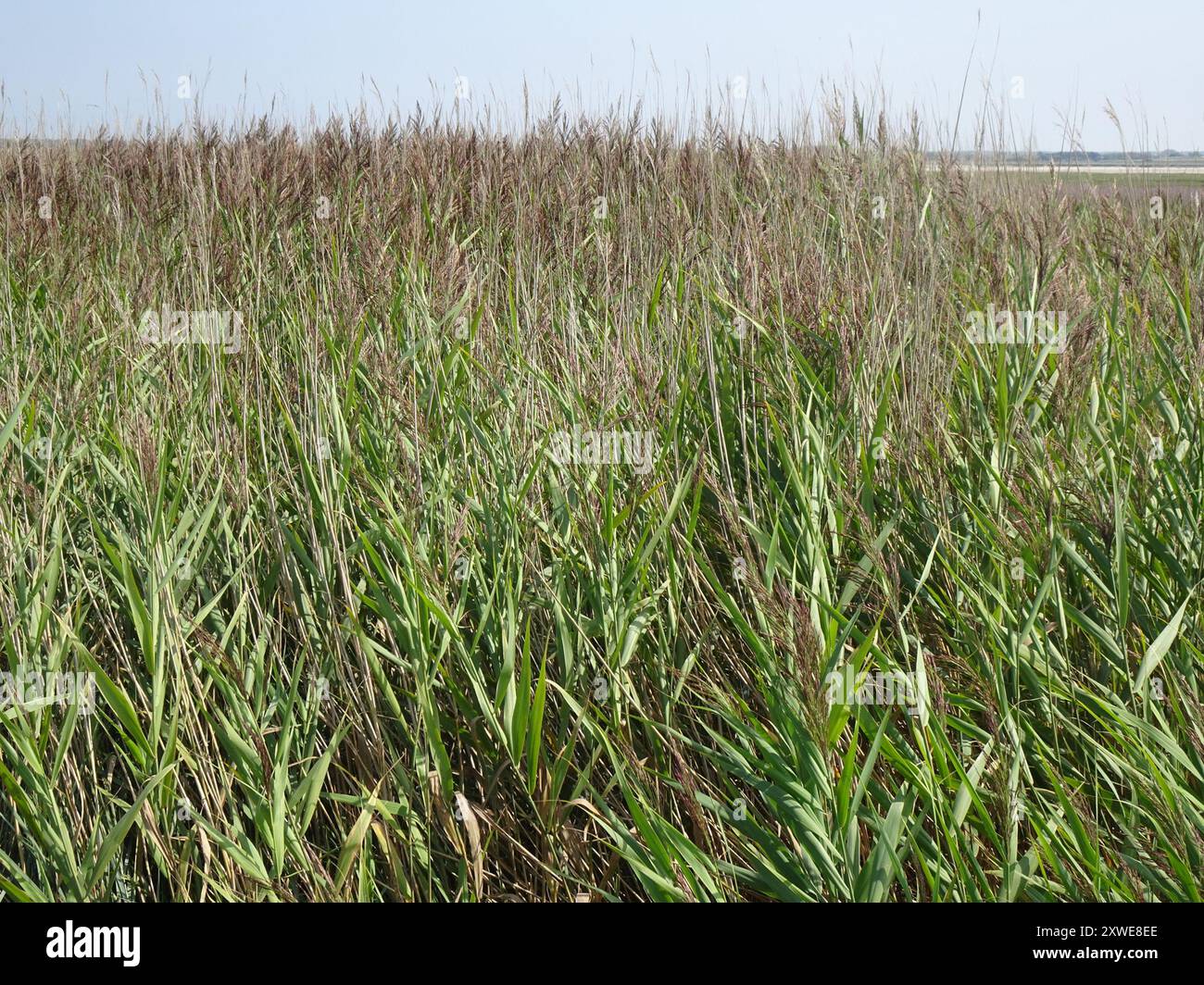 common reed (Phragmites australis) Plantae Stock Photo - Alamy