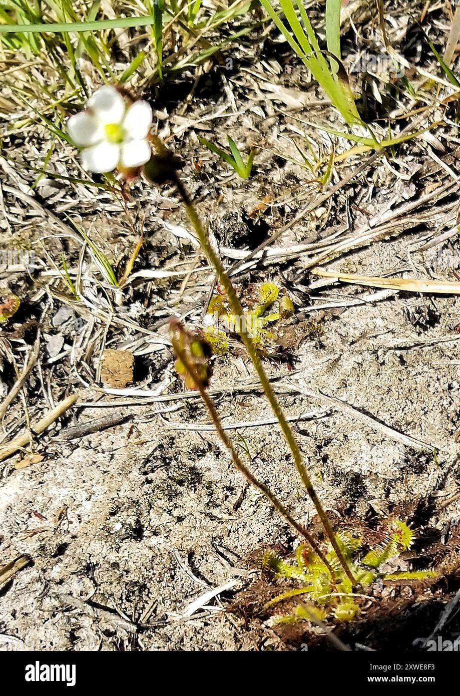 Natal Sundew (Drosera natalensis) Plantae Stock Photo - Alamy