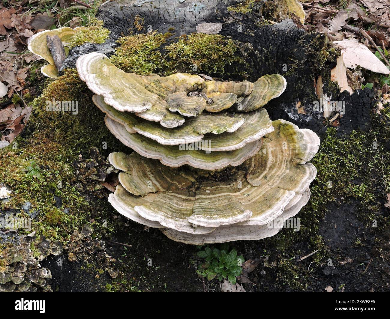 Lumpy Bracket (Trametes gibbosa) Fungi Stock Photo - Alamy