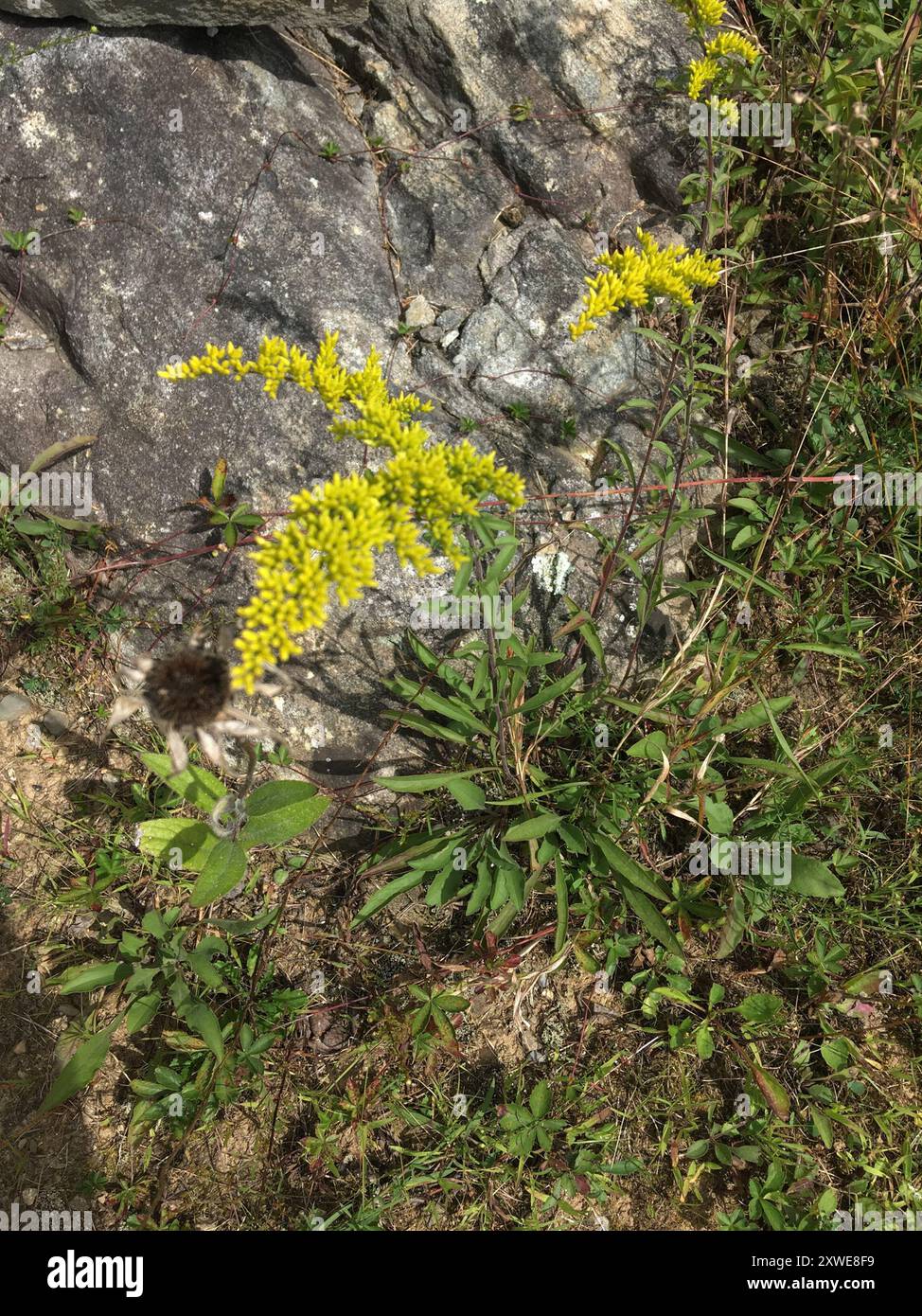 field goldenrod (Solidago nemoralis) Plantae Stock Photo - Alamy