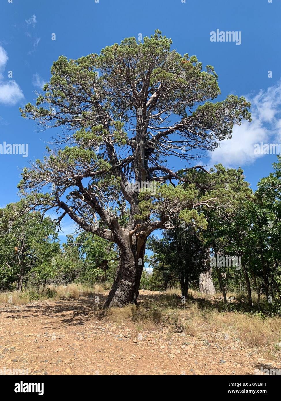 alligator juniper (Juniperus deppeana) Plantae Stock Photo - Alamy