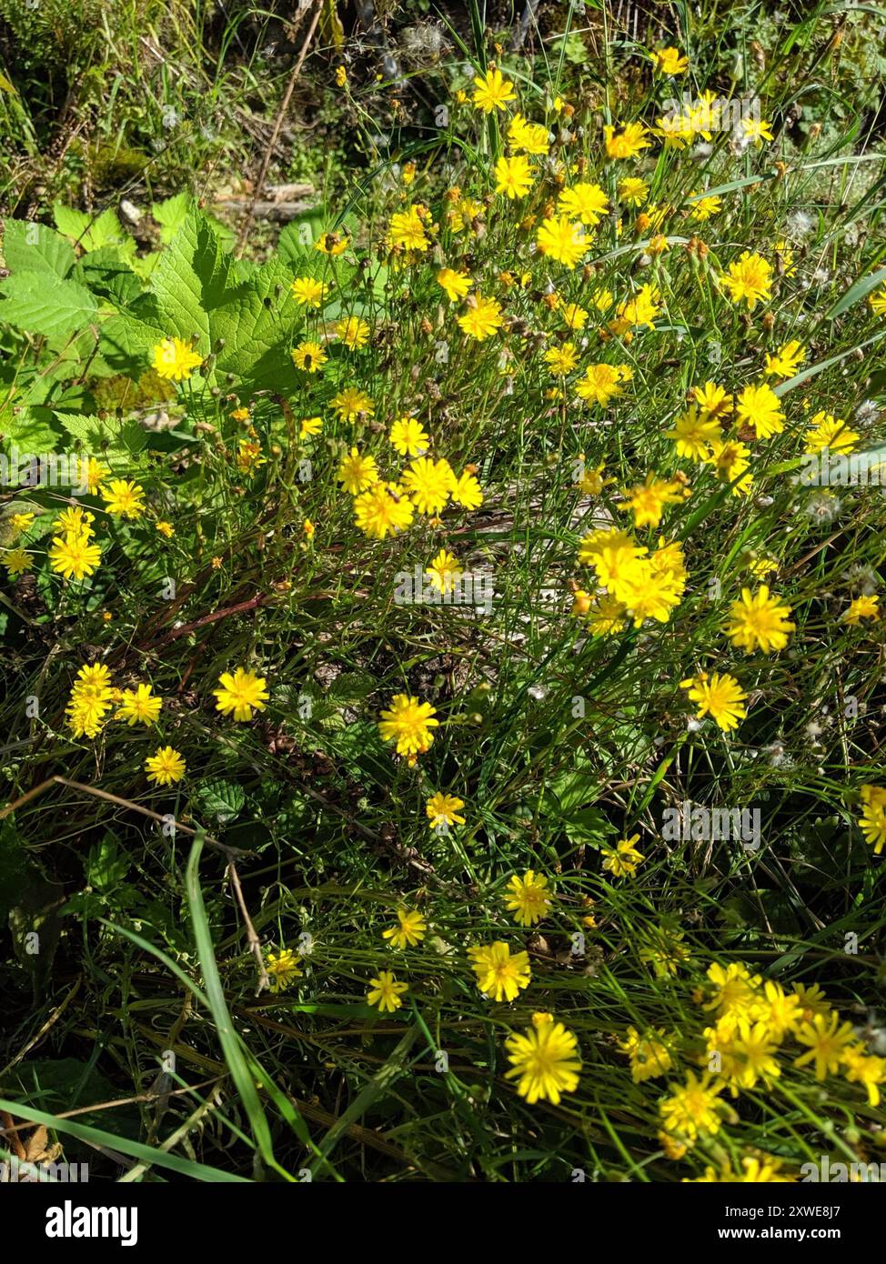 Smooth hawksbeard (Crepis capillaris) Plantae Stock Photo - Alamy
