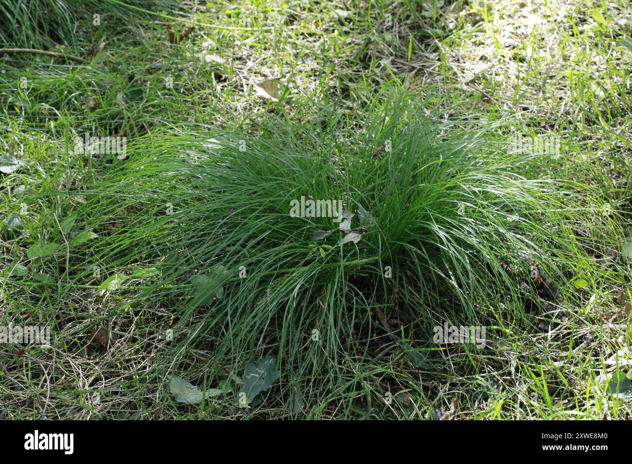 Remote Sedge (Carex remota) Plantae Stock Photo - Alamy
