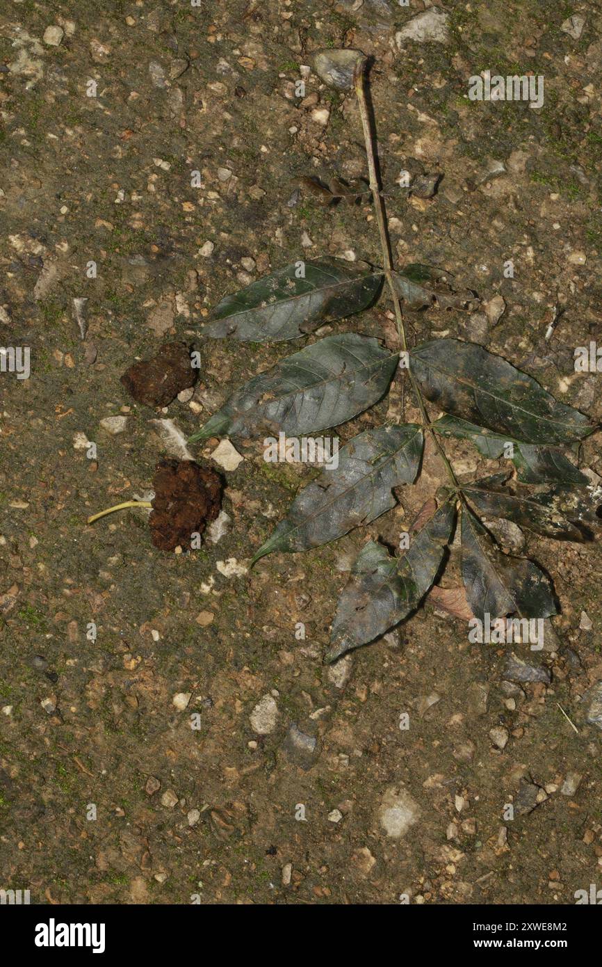 Ash Key Gall Mite (Aceria fraxinivora) Arachnida Stock Photo - Alamy