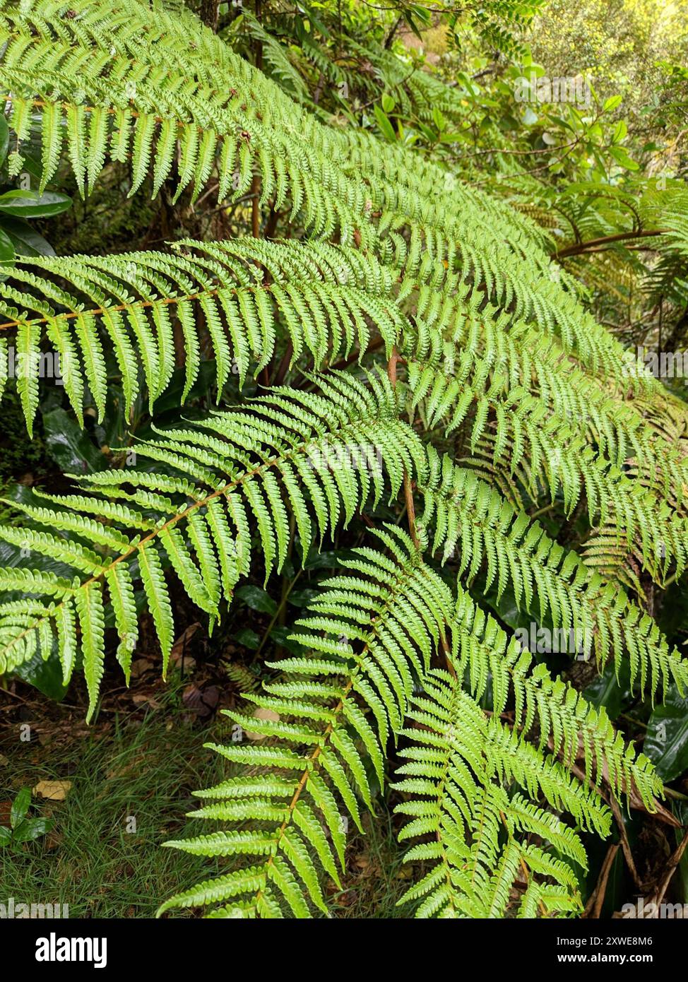 scaly tree ferns (Cyathea) Plantae Stock Photo - Alamy