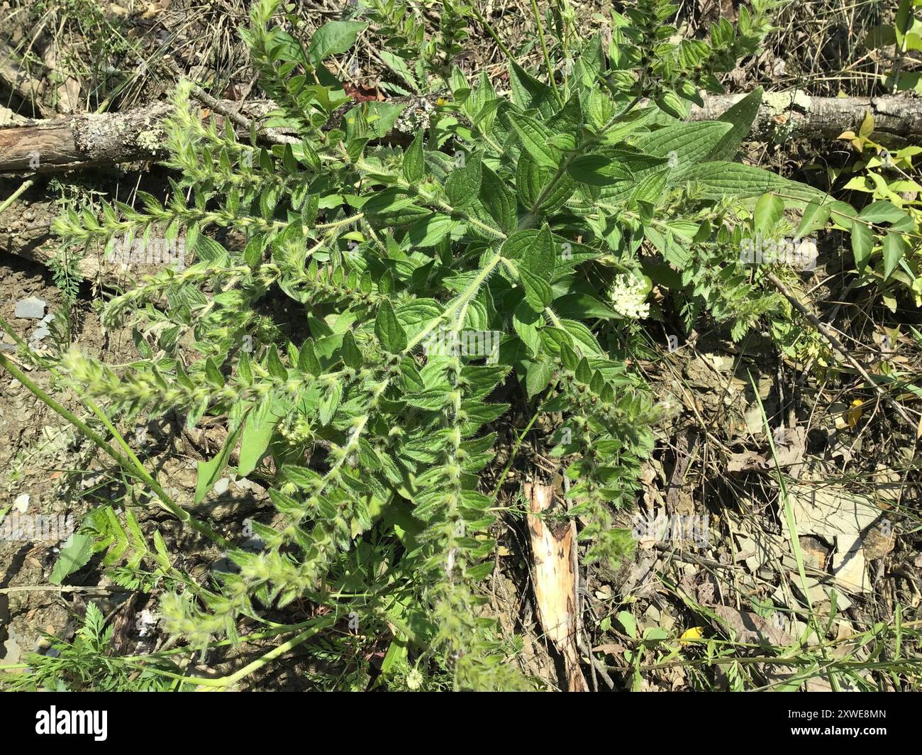 False gromwell hi-res stock photography and images - Alamy