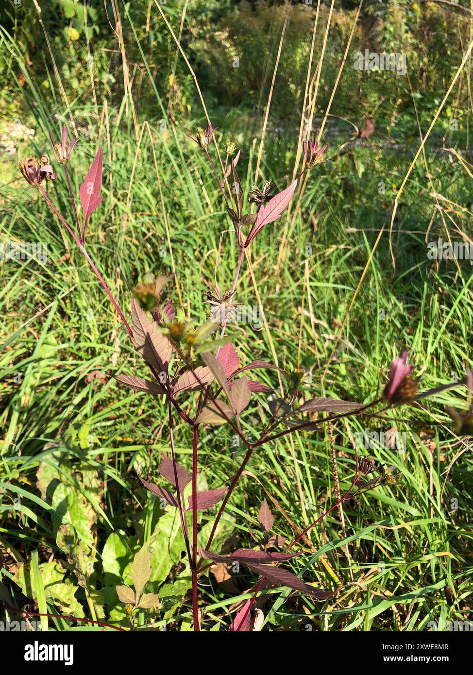 Devil's Beggarticks (Bidens frondosa) Plantae Stock Photo - Alamy