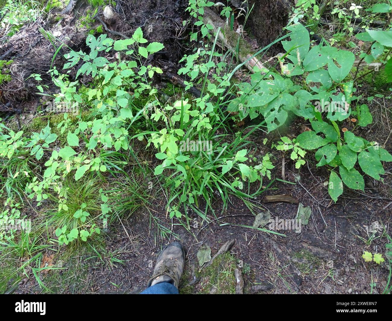 nodding sedge (Carex gynandra) Plantae Stock Photo - Alamy