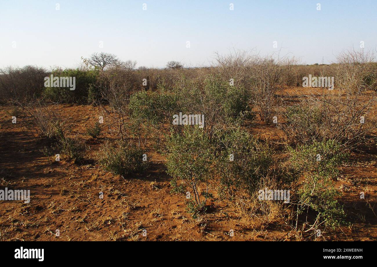 Gwarrie (Euclea undulata) Plantae Stock Photo - Alamy