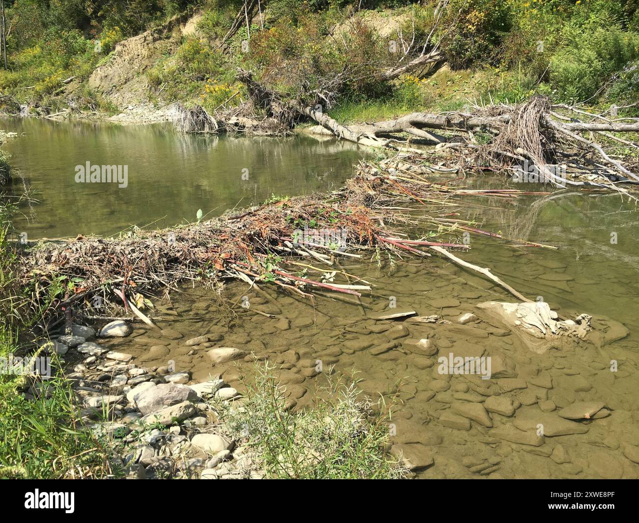 American Beaver (Castor canadensis) Mammalia Stock Photo - Alamy