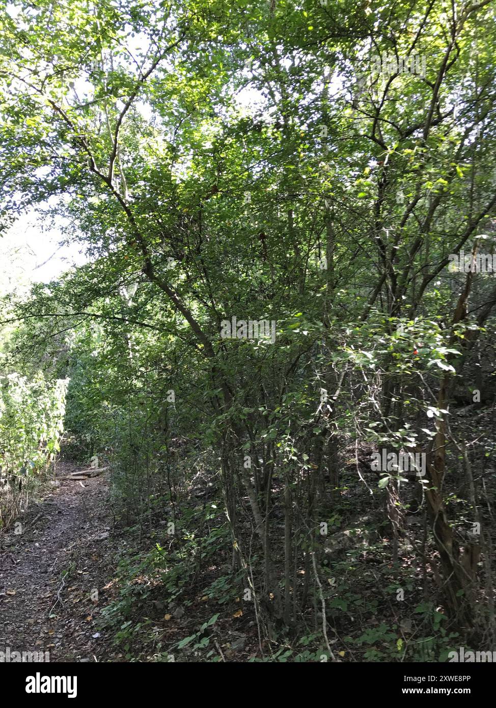 possumhaw (Ilex decidua) Plantae Stock Photo - Alamy