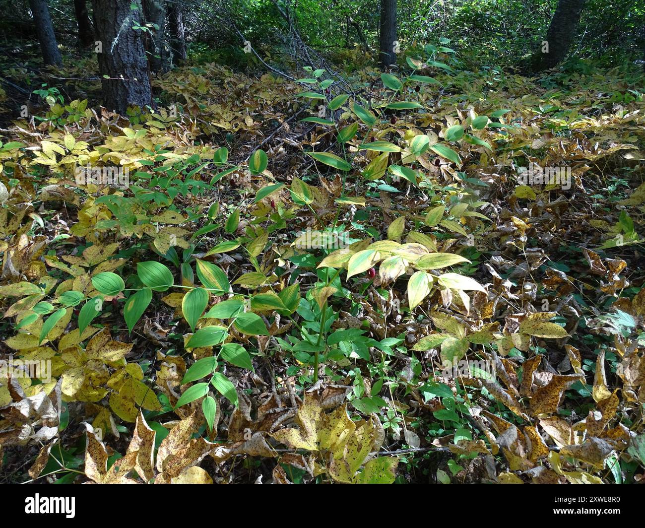 white twisted-stalk (Streptopus amplexifolius) Plantae Stock Photo - Alamy
