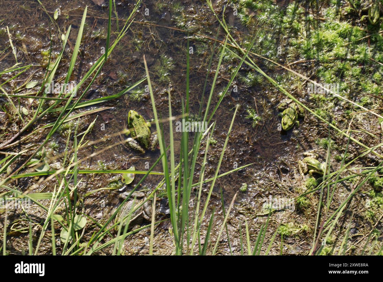Water Frogs (Pelophylax) Amphibia Stock Photo - Alamy