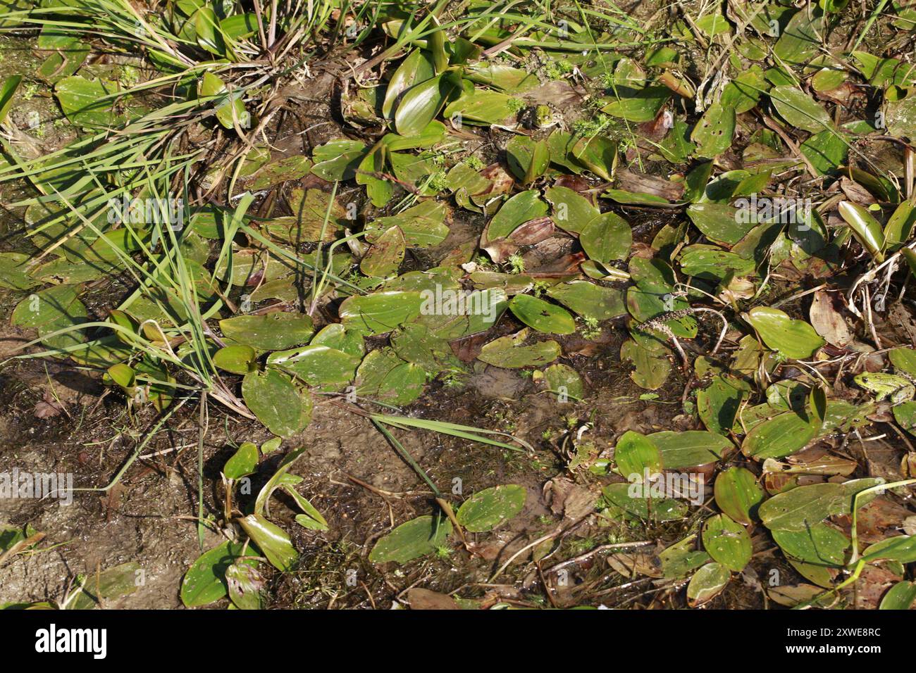 floating-leaved pondweed (Potamogeton natans) Plantae Stock Photo - Alamy